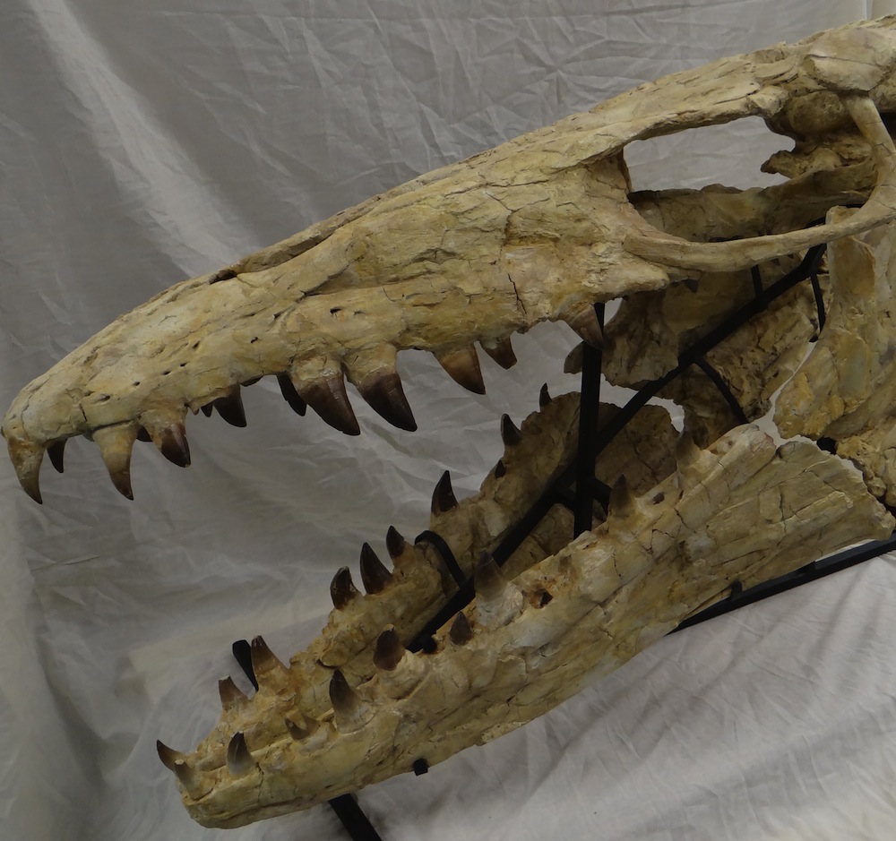 Prognathodon Skull 1 - Member Collections - The Fossil Forum