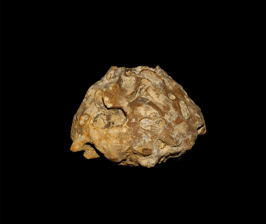 Etheridgea goldfussi - Member Collections - The Fossil Forum