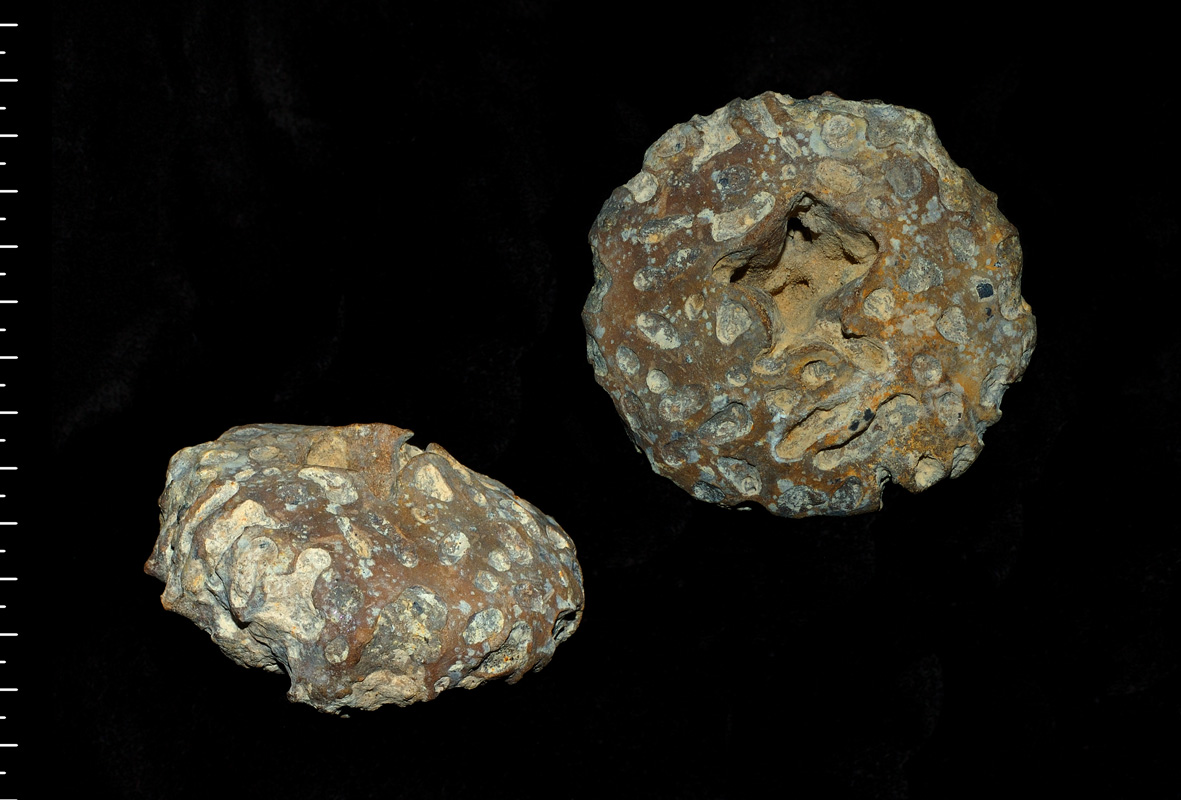 Etheridgea munsteri - Member Collections - The Fossil Forum