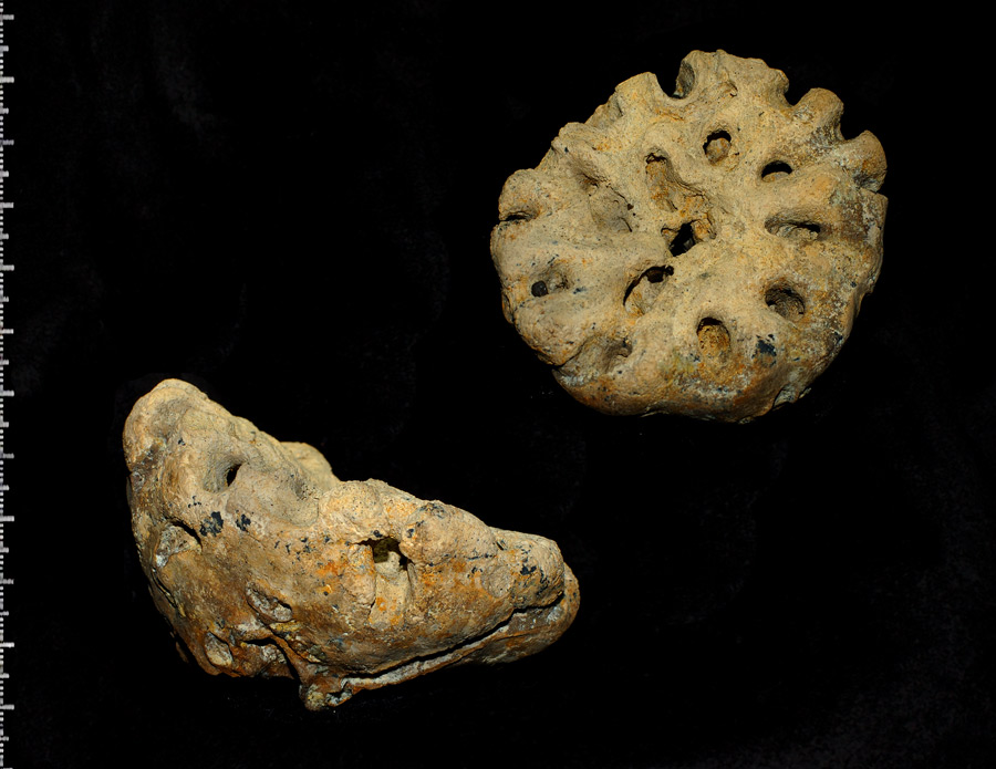 Etheridgea goldfussi - Member Collections - The Fossil Forum