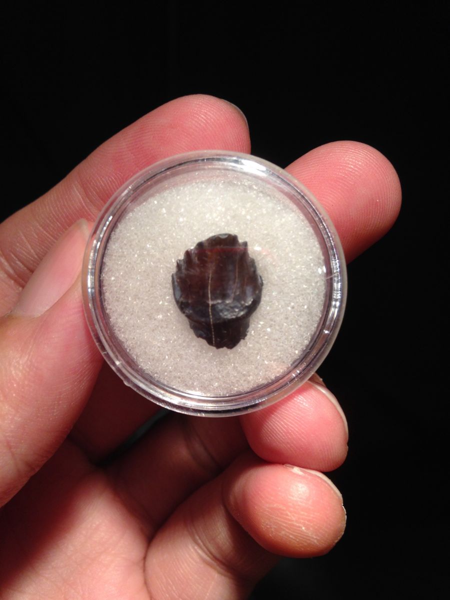 Ankylosaur tooth - Dinosaurs - The Fossil Forum