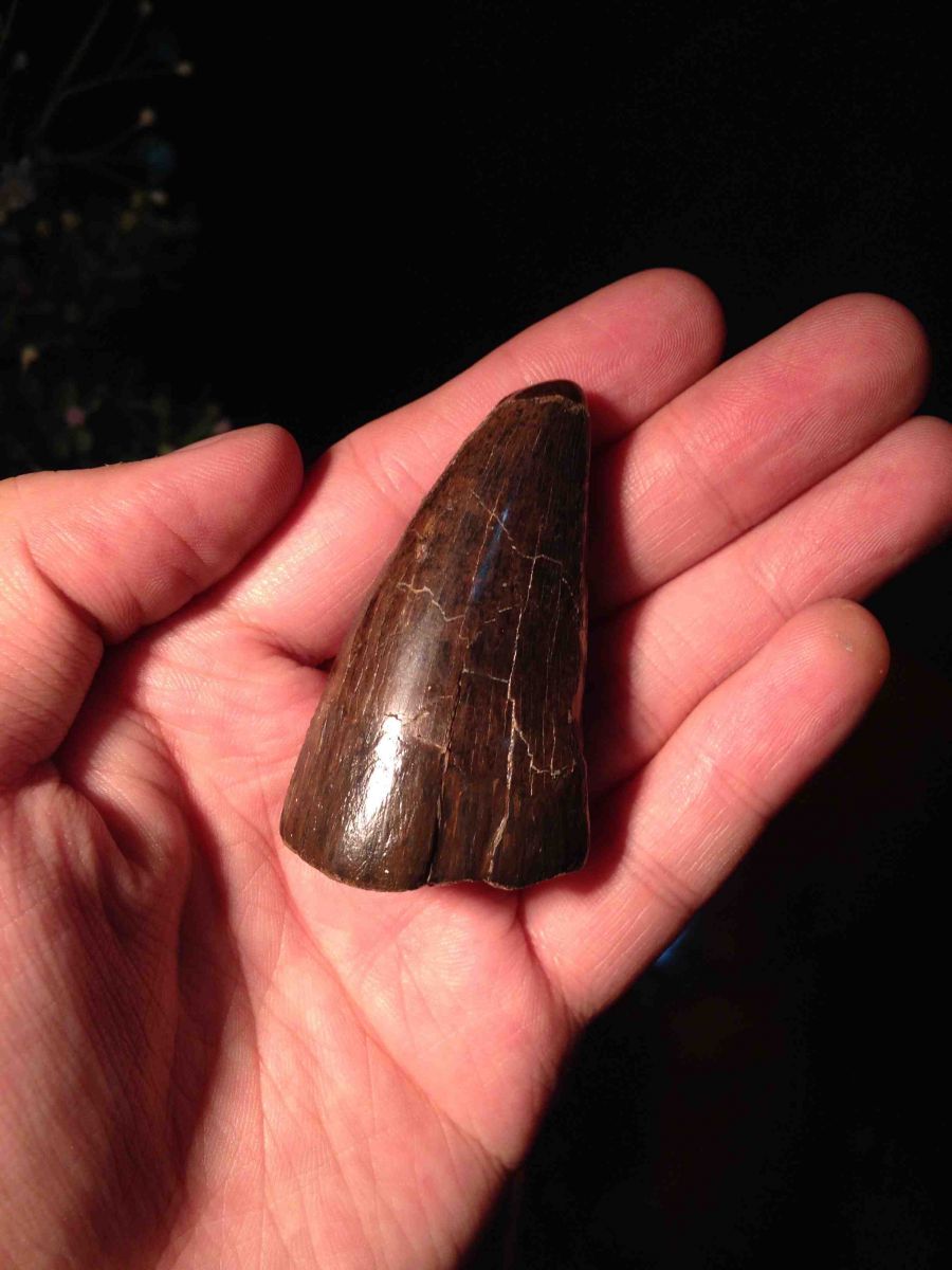 T-Rex tooth - Dinosaurs - The Fossil Forum