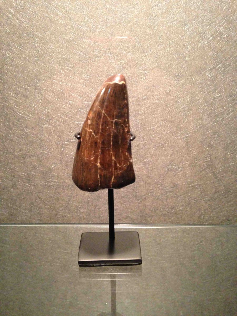 T-Rex tooth - Dinosaurs - The Fossil Forum