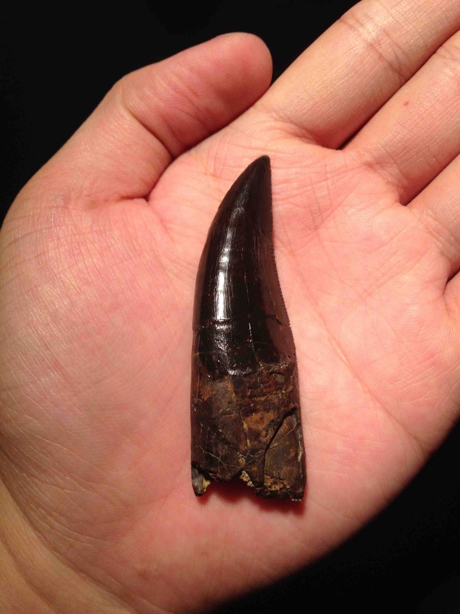 Torvosaurus tooth - Dinosaurs - The Fossil Forum