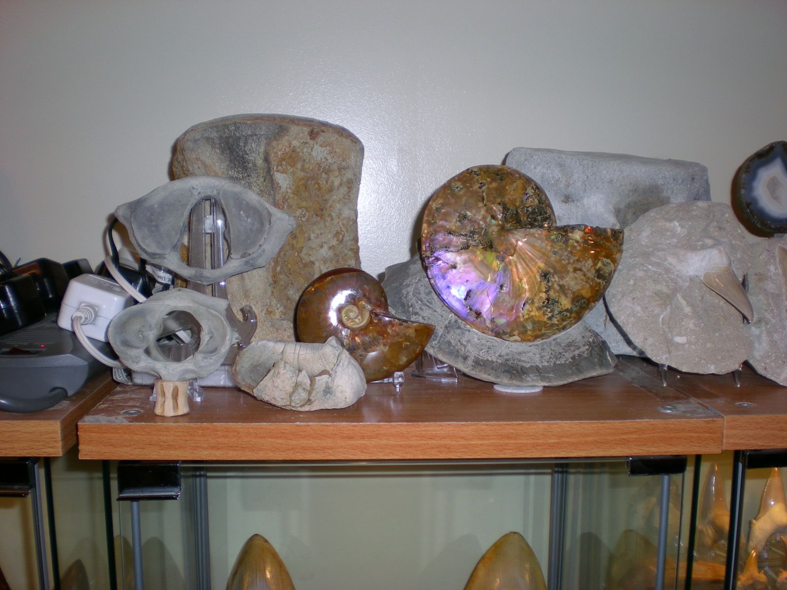 Fossil Collection 041213 40 Above Case 3 & 4 - Member Collections - The ...