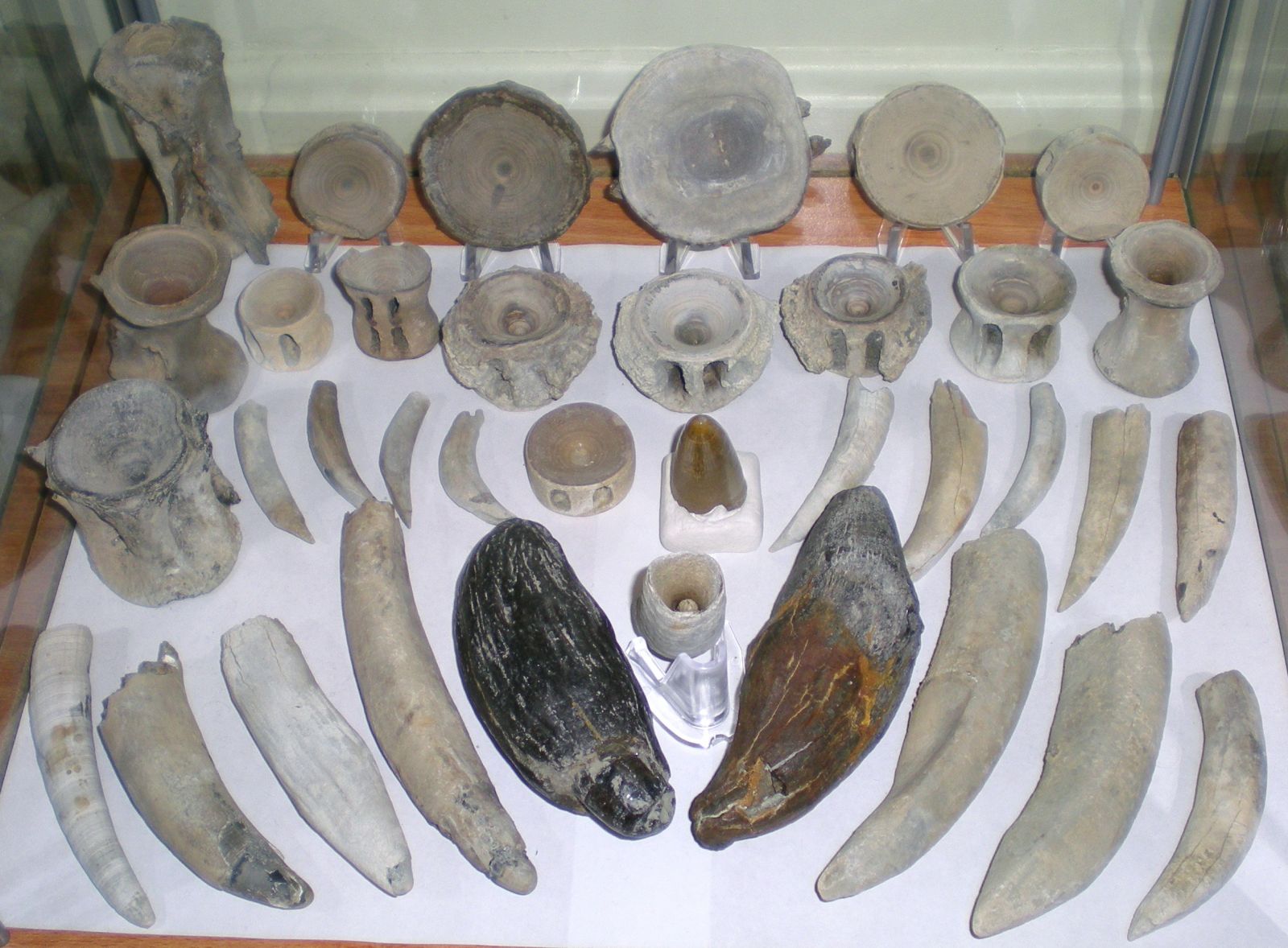 Fossil Collection 041213 33 Case 5 Shelf 4 Aurora - Member Collections ...