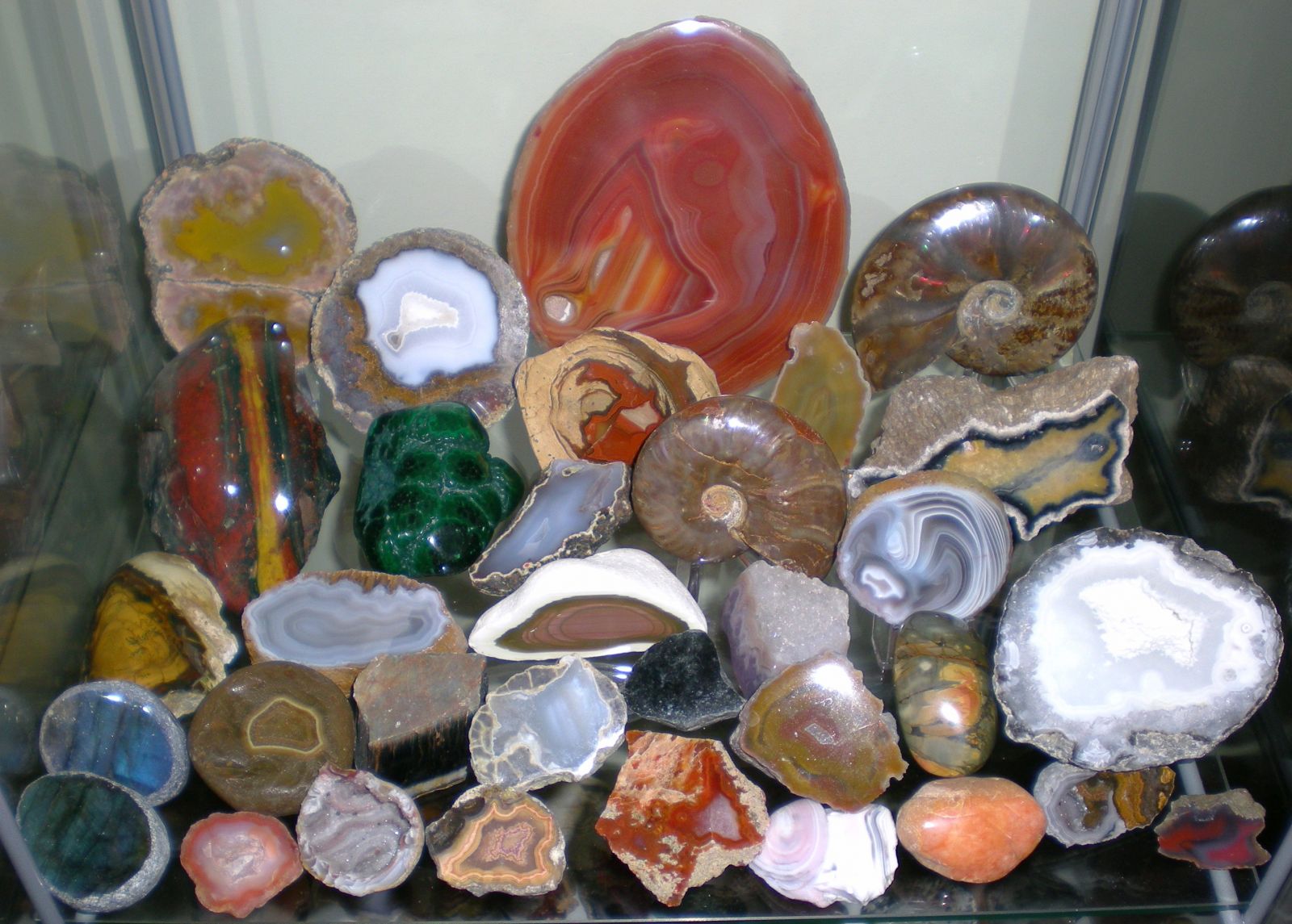 Fossil Collection 041213 36 Case 6 Shelf 3 Polished Stones - Member ...