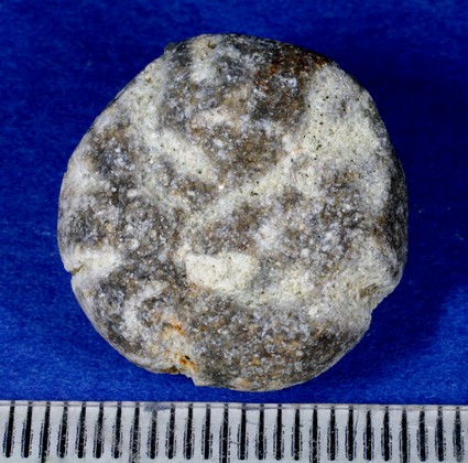 hemiaster buffo2 - Member Collections - The Fossil Forum