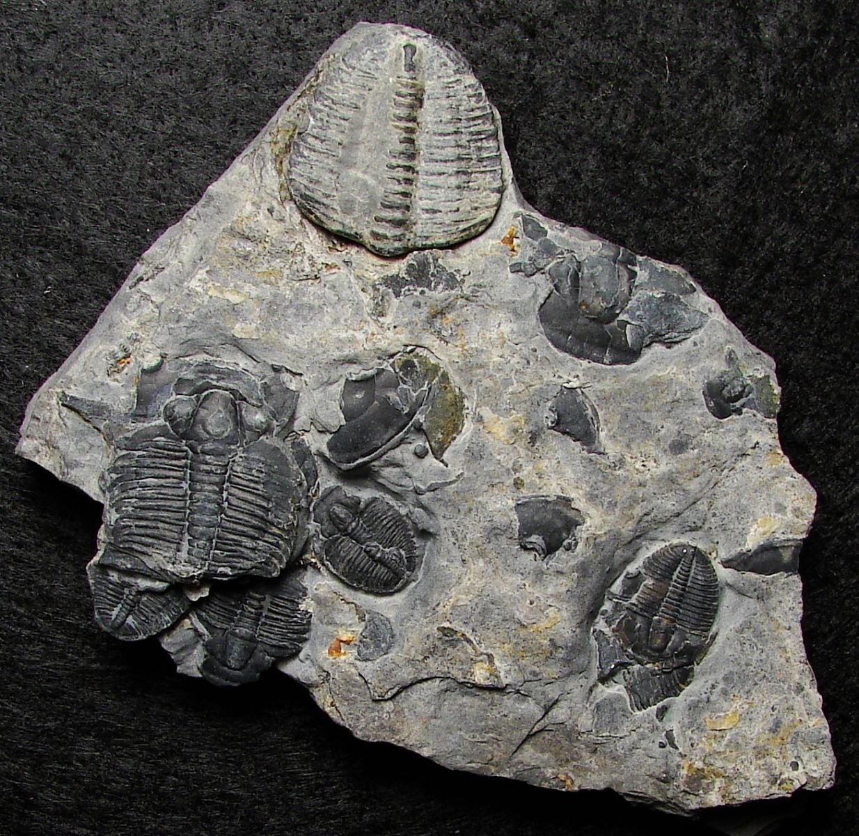 mortality plate - Member Collections - The Fossil Forum