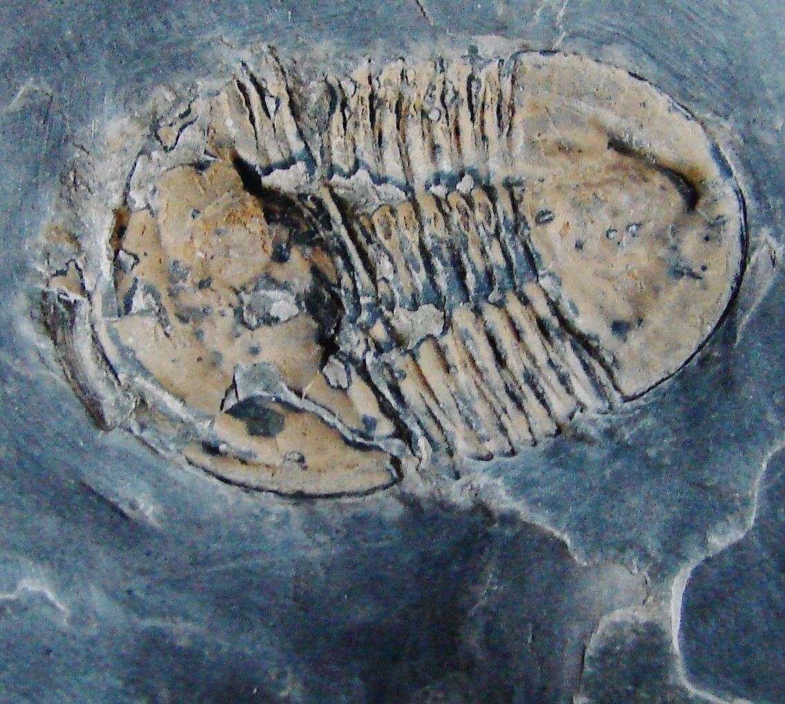 Utah Trilobites - The Fossil Forum