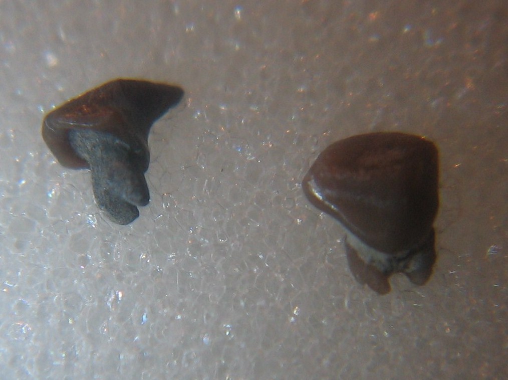 Dasyatis sp. - Member Collections - The Fossil Forum