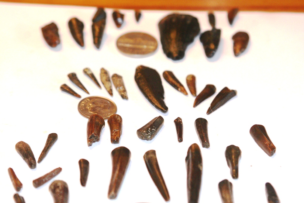 Various (non-shark) Teeth from N Sulphur River (second angle) - Member ...