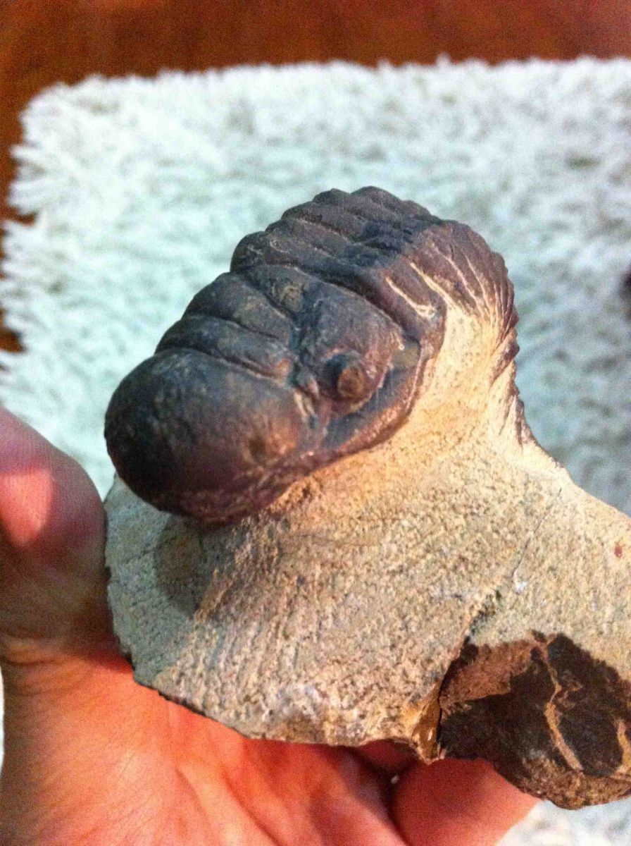 Moroccan Trilobite - Crotalocephalina gibbus - Trilobites - The Fossil ...