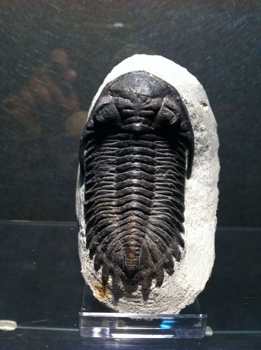 Moroccan Trilobite - Hollardops merocristata - Trilobites - The Fossil ...