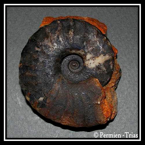 Kashmirites robustus 47 Mm - Member Collections - The Fossil Forum