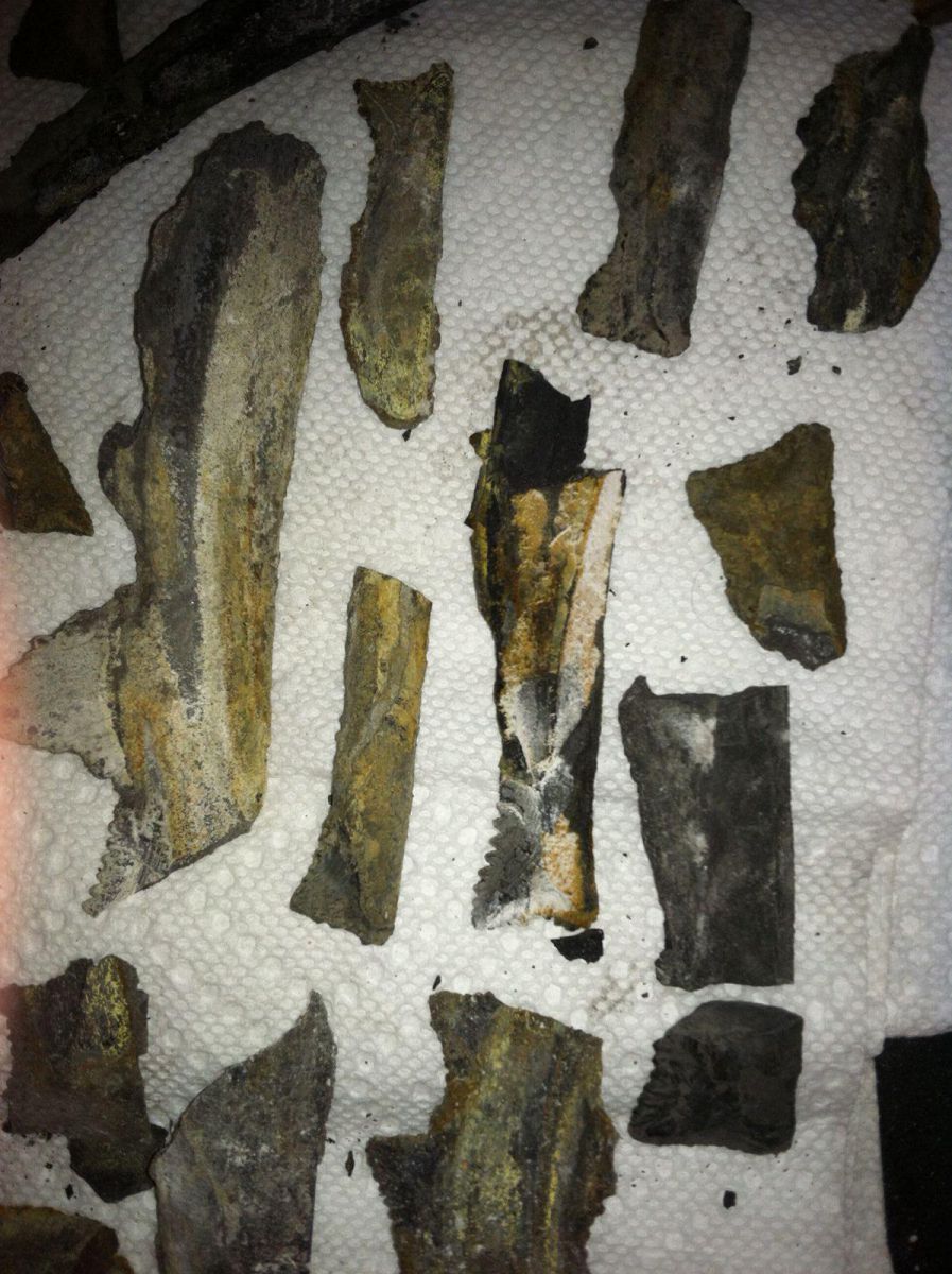image - Member Collections - The Fossil Forum