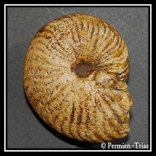 Sirenites euphrosinae Mojsisovics 50 Mm - Member Collections - The ...