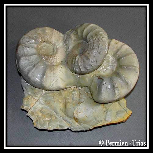 Middle Triassic fauna from France & Germany - The Fossil Forum