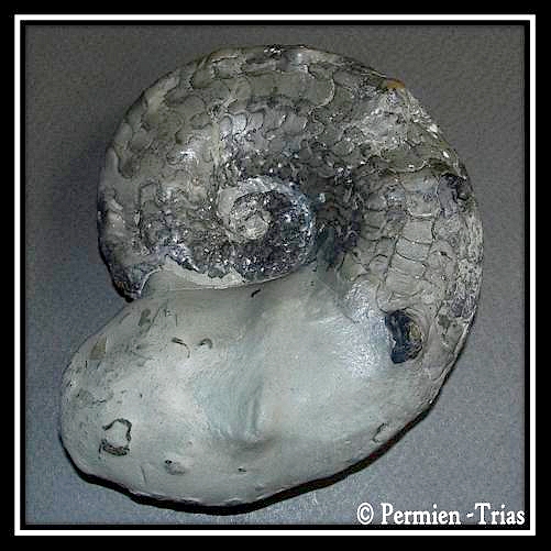 Ceratites spinosus Philippi 1901 120 Mm - Member Collections - The ...