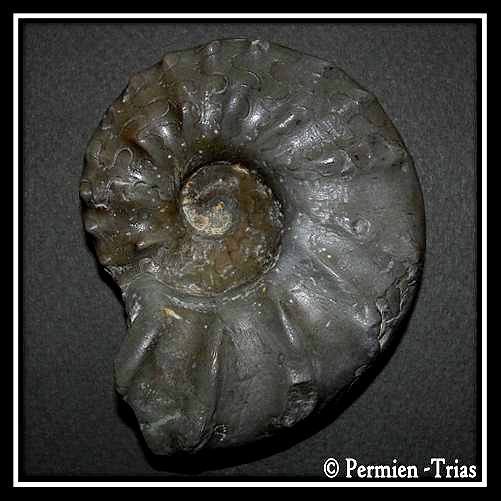 Ceratites evolutus Philippi 1901 75 Mm - Member Collections - The ...