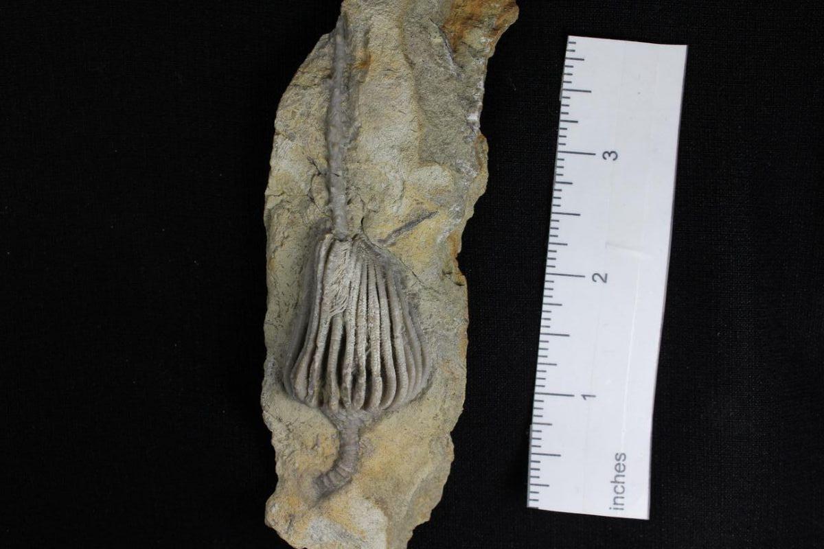 Batocrinus persculptus - Member Collections - The Fossil Forum