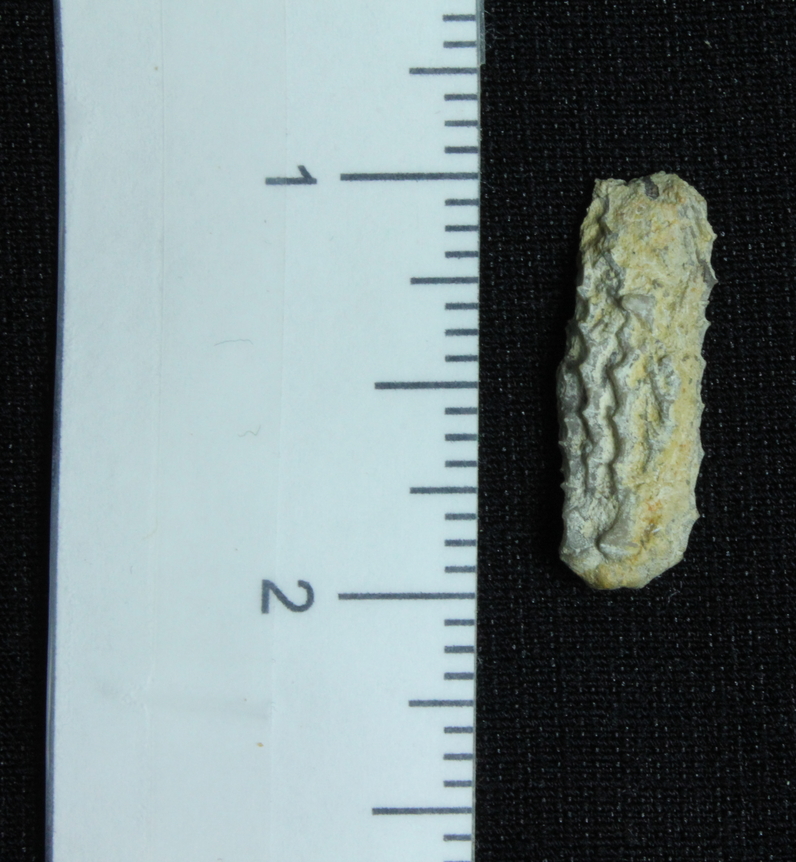 Lanecrinus fountainensis - Member Collections - The Fossil Forum