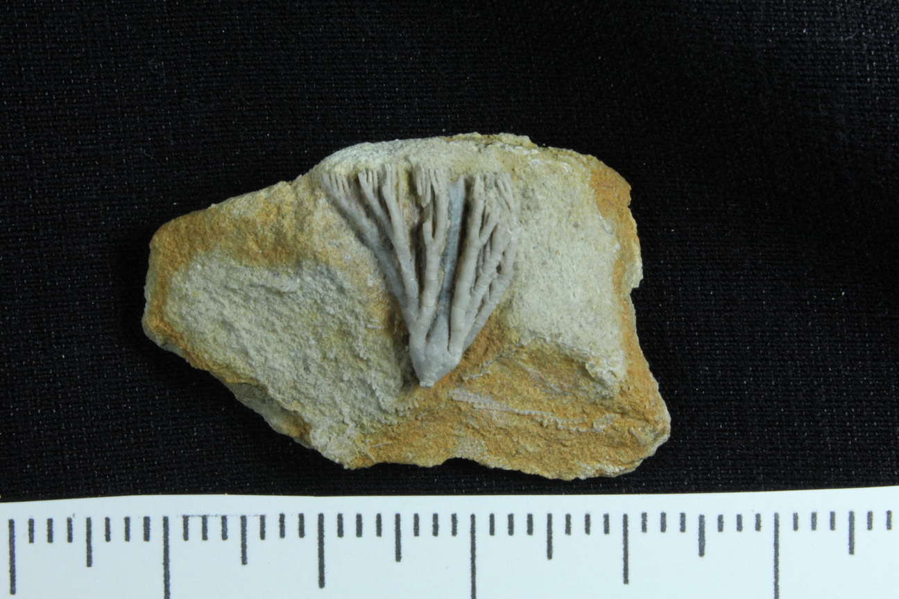 Aphelecrinus elegans - Member Collections - The Fossil Forum