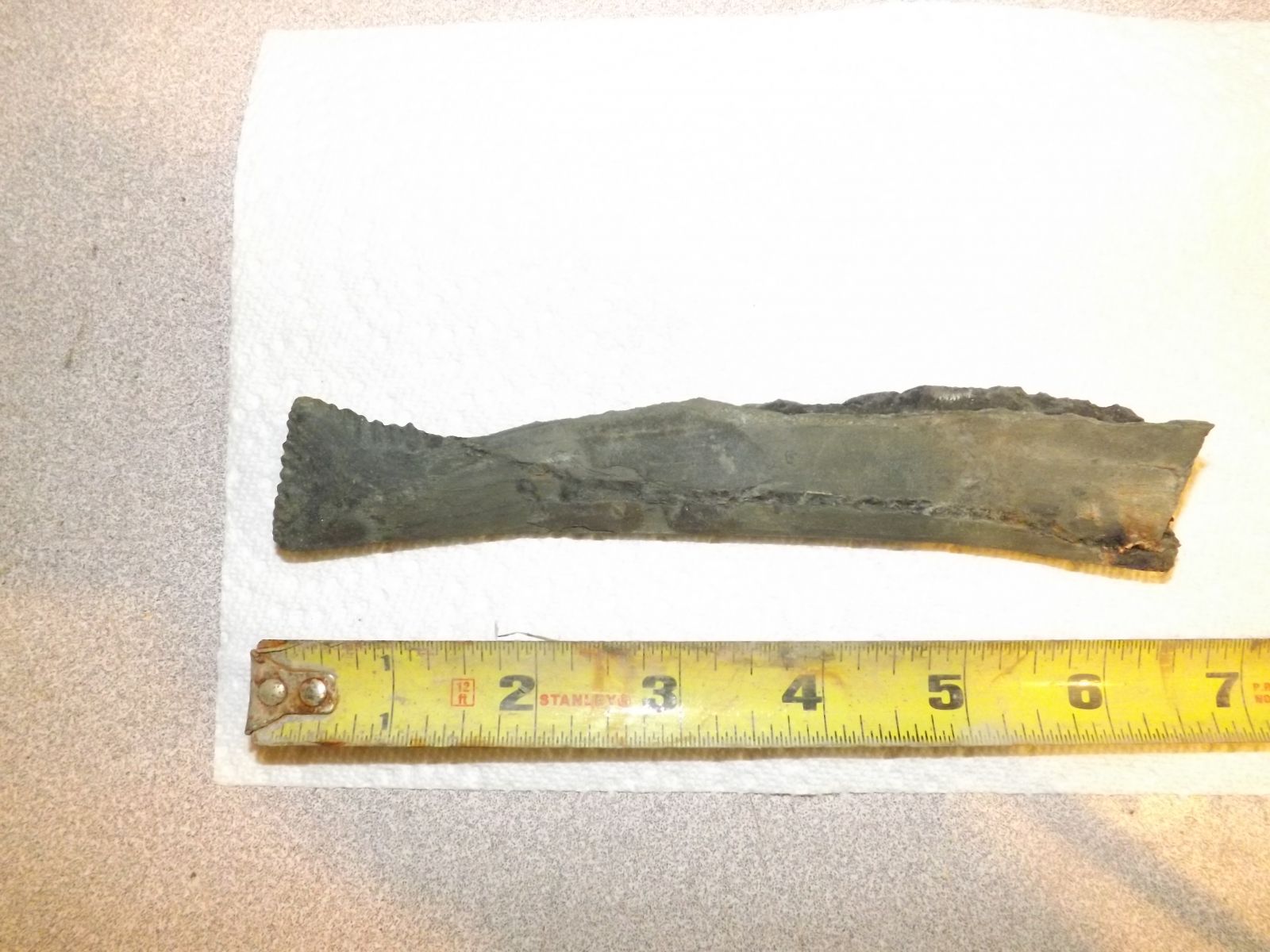 Edestus teeth - The Fossil Forum