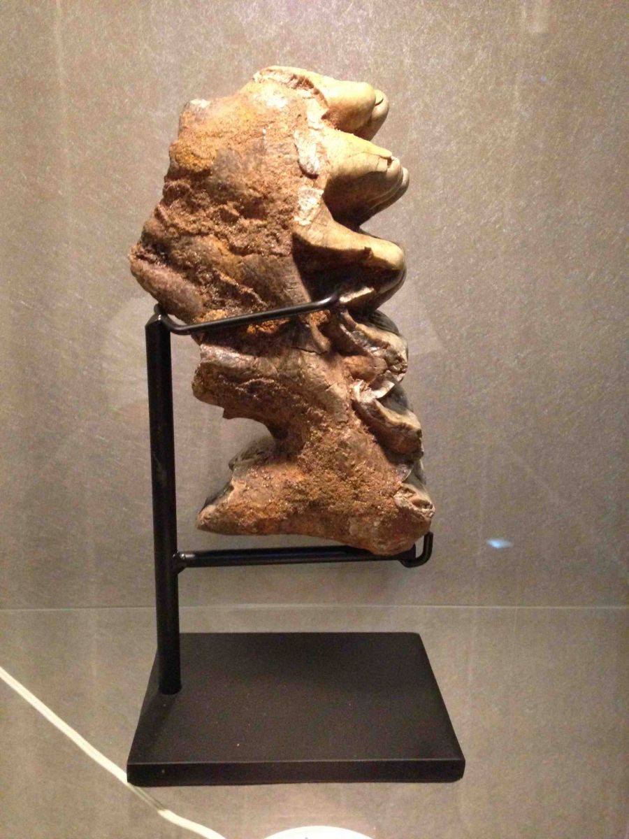 Gomphothere molar tooth (TBC) - Member Collections - The Fossil Forum