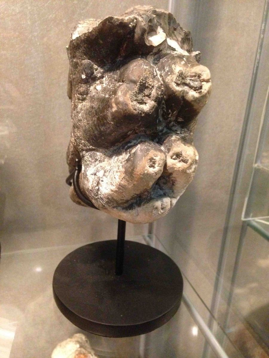 Asian Gomphothere Molar Tooth - Member Collections - The Fossil Forum