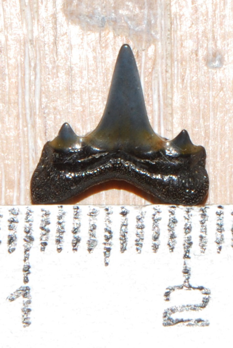 Isurolamna affinis - Member Collections - The Fossil Forum
