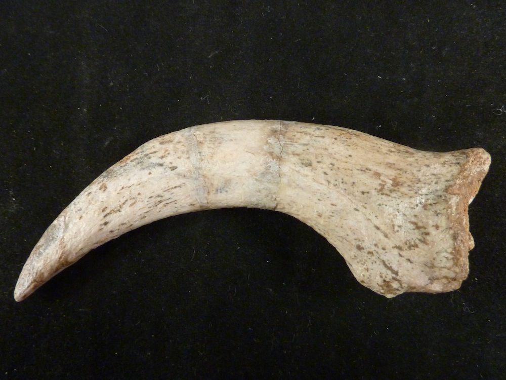 Dinosaur Claws - The Fossil Forum