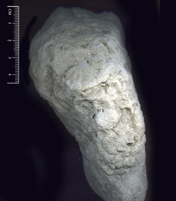 Devonian - The Fossil Forum