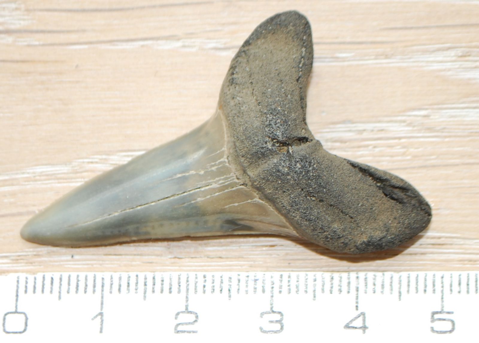 Isurus oxyrinchus - Member Collections - The Fossil Forum
