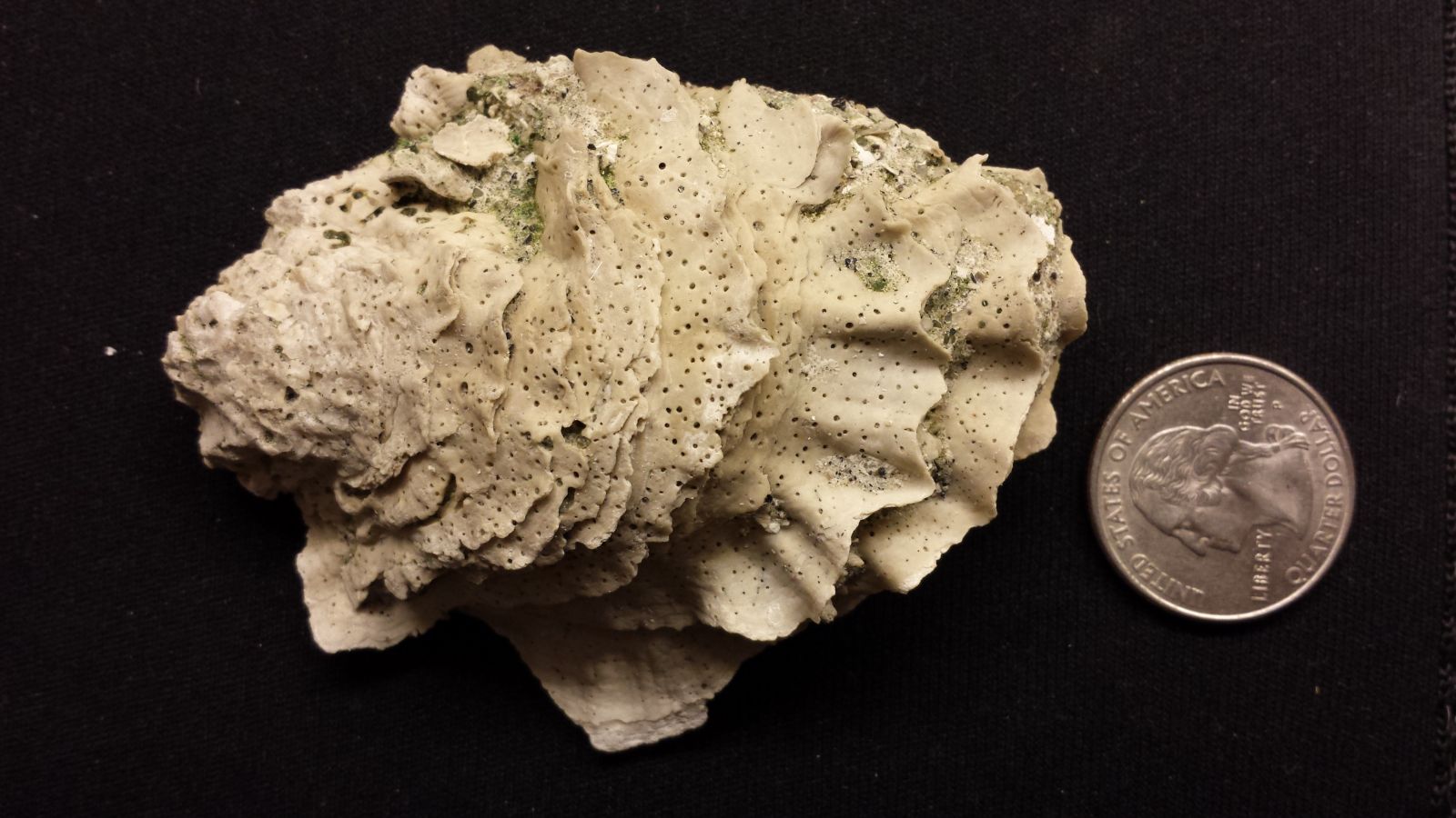 Oyster with sponge borings - Ichnofossils (Trace Fossils) - The Fossil ...