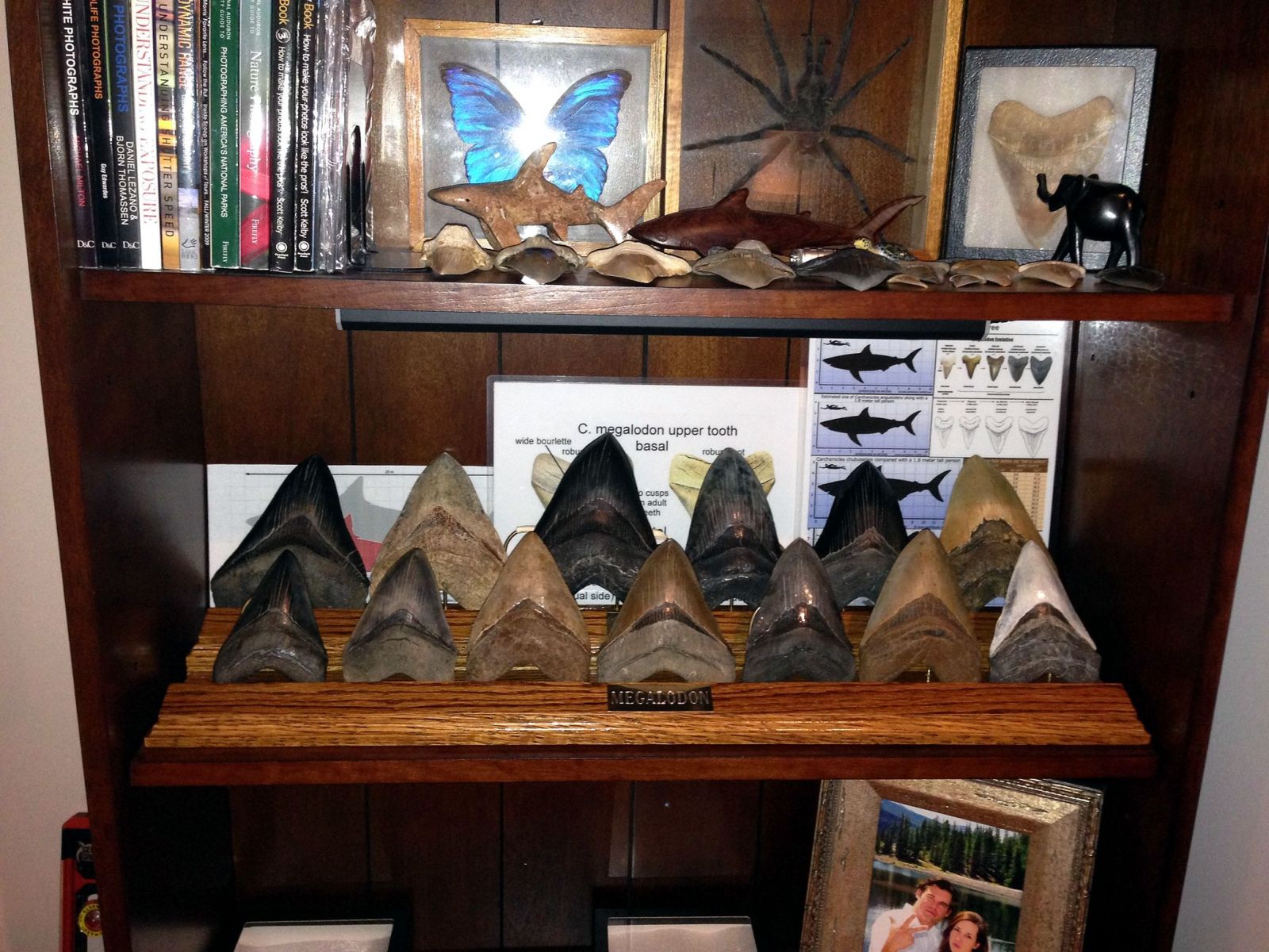 Megalodon Display Stand - Custom build by Ebay's 123thegemshop - Member ...