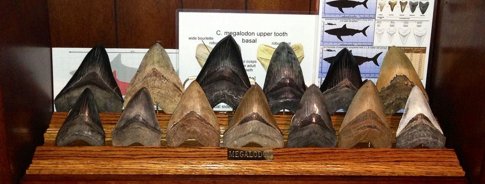 Megalodon Display Stand - Custom build by Ebay's 123thegemshop.. Center ...