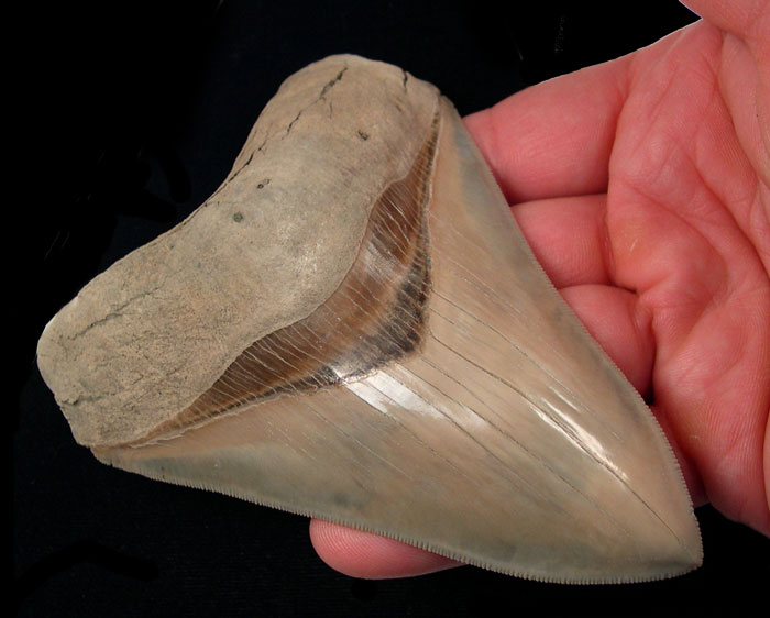5 25 inch Aurora/Lee Creek Megalodon (bourlette) - Member Collections ...