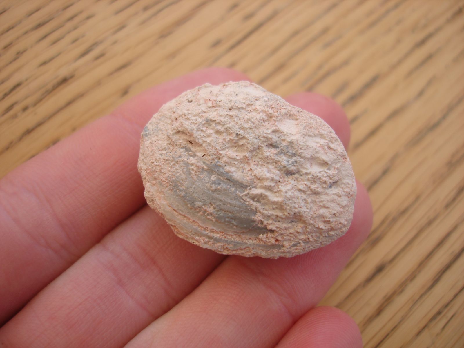 Opalised Bivalve Shell #2 - Member Collections - The Fossil Forum