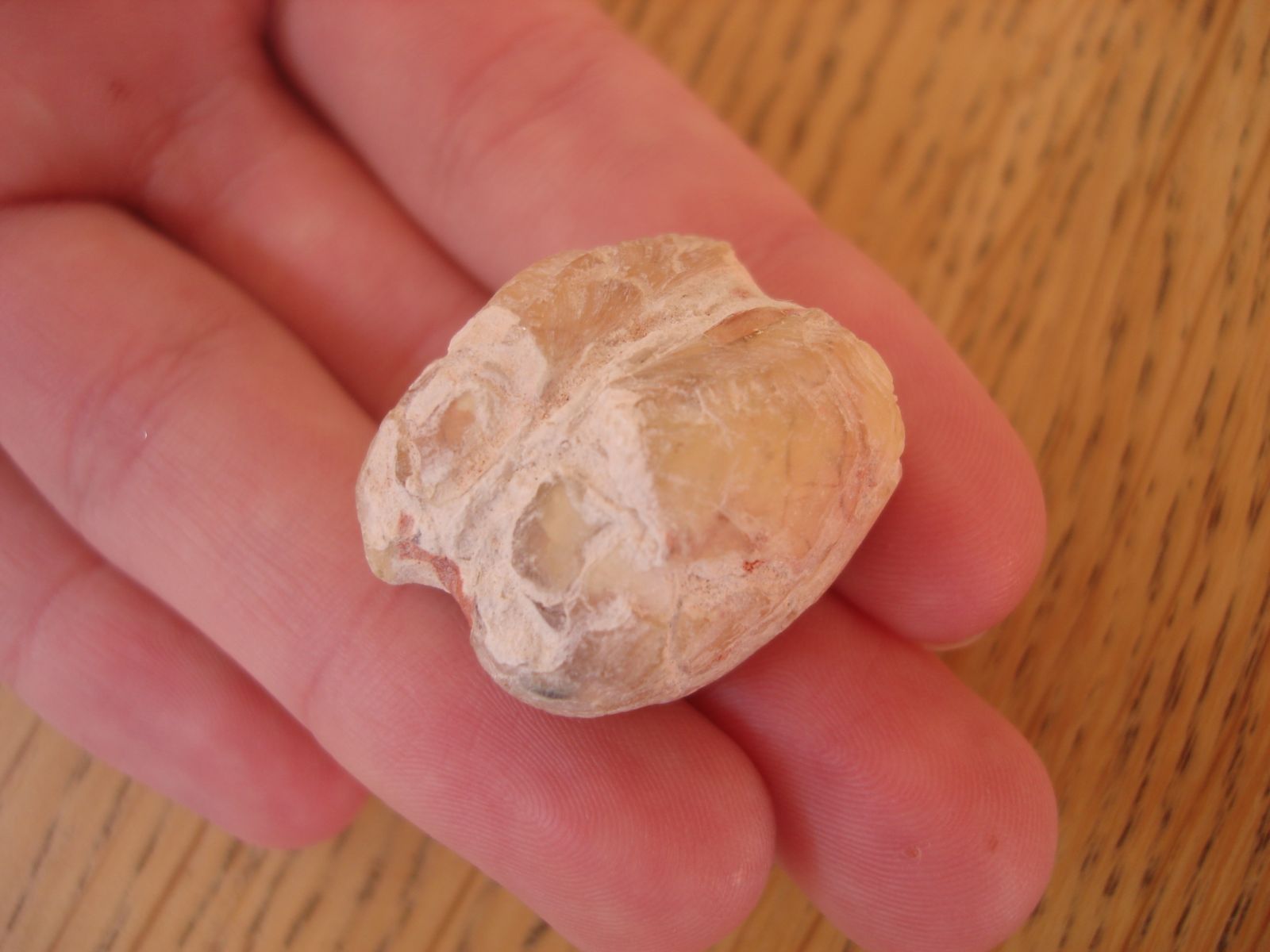 Opalised Bivalve Shell #1 - Member Collections - The Fossil Forum
