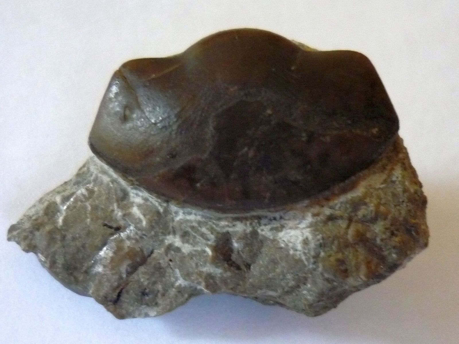 Thaleops (americanus) laurentiana (Billings 1859) ? - Member ...