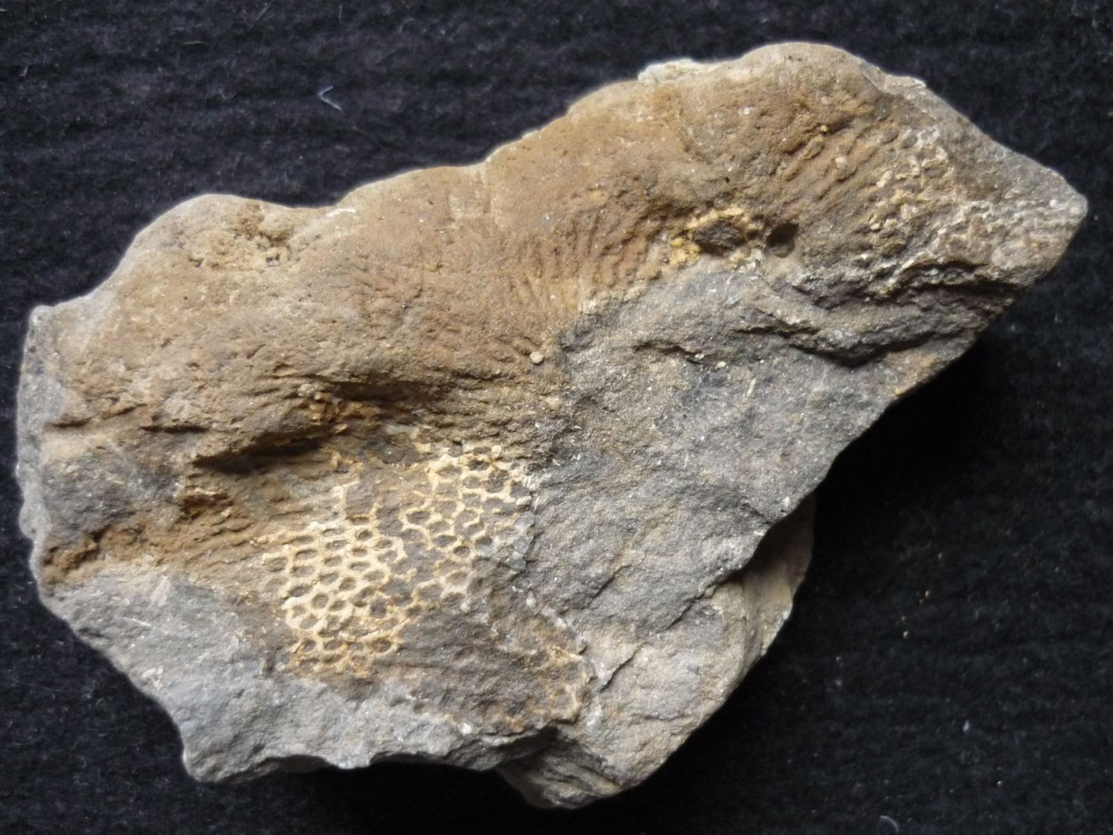 Fenestella sp. (Lonsdale 1839) - Member Collections - The Fossil Forum