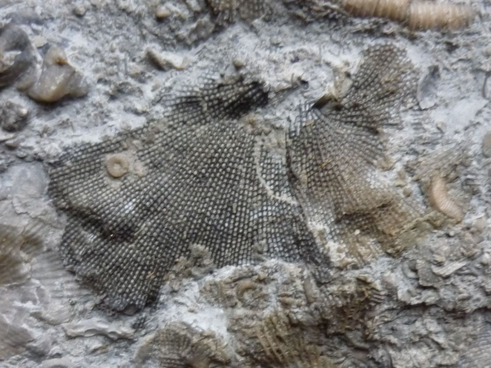 Fenestella sp. (Lonsdale 1839) - Member Collections - The Fossil Forum