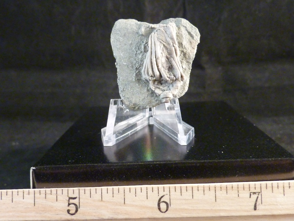 crinoids - The Fossil Forum