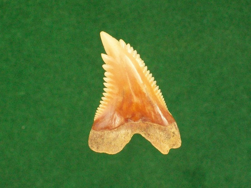 Hemipristis serra lower Miocene Burdigalian southern France - Member ...