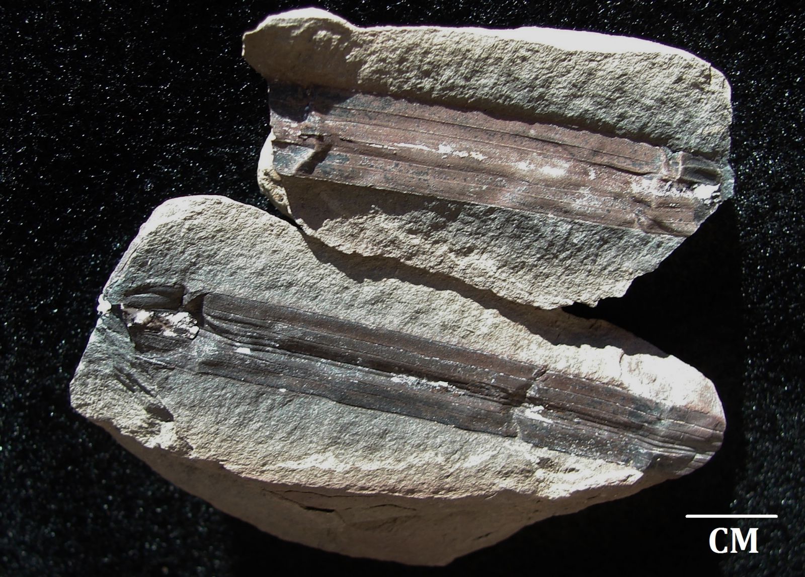 Cyperites Sp. - Member Collections - The Fossil Forum
