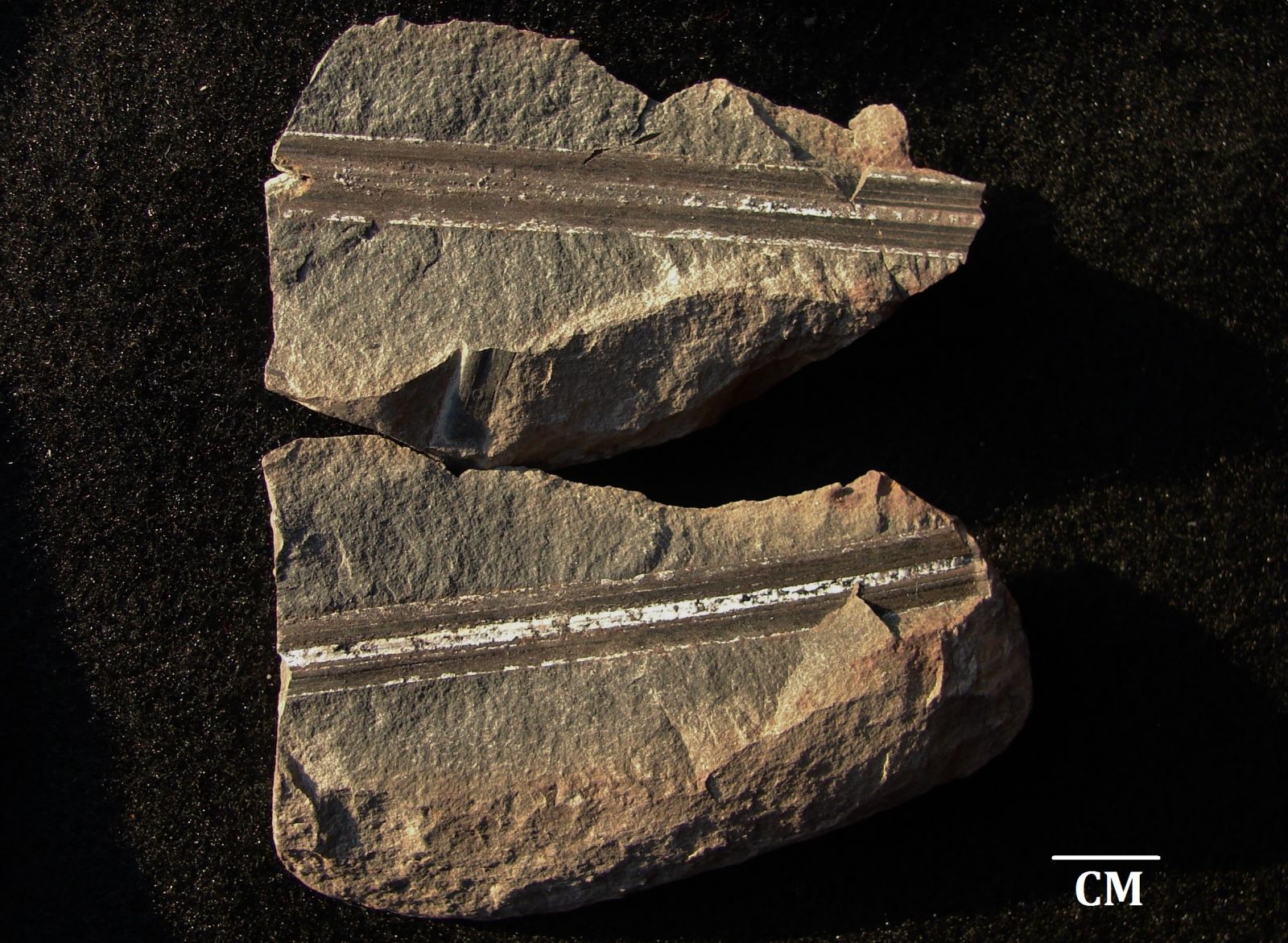 Cyperites sp. - Member Collections - The Fossil Forum