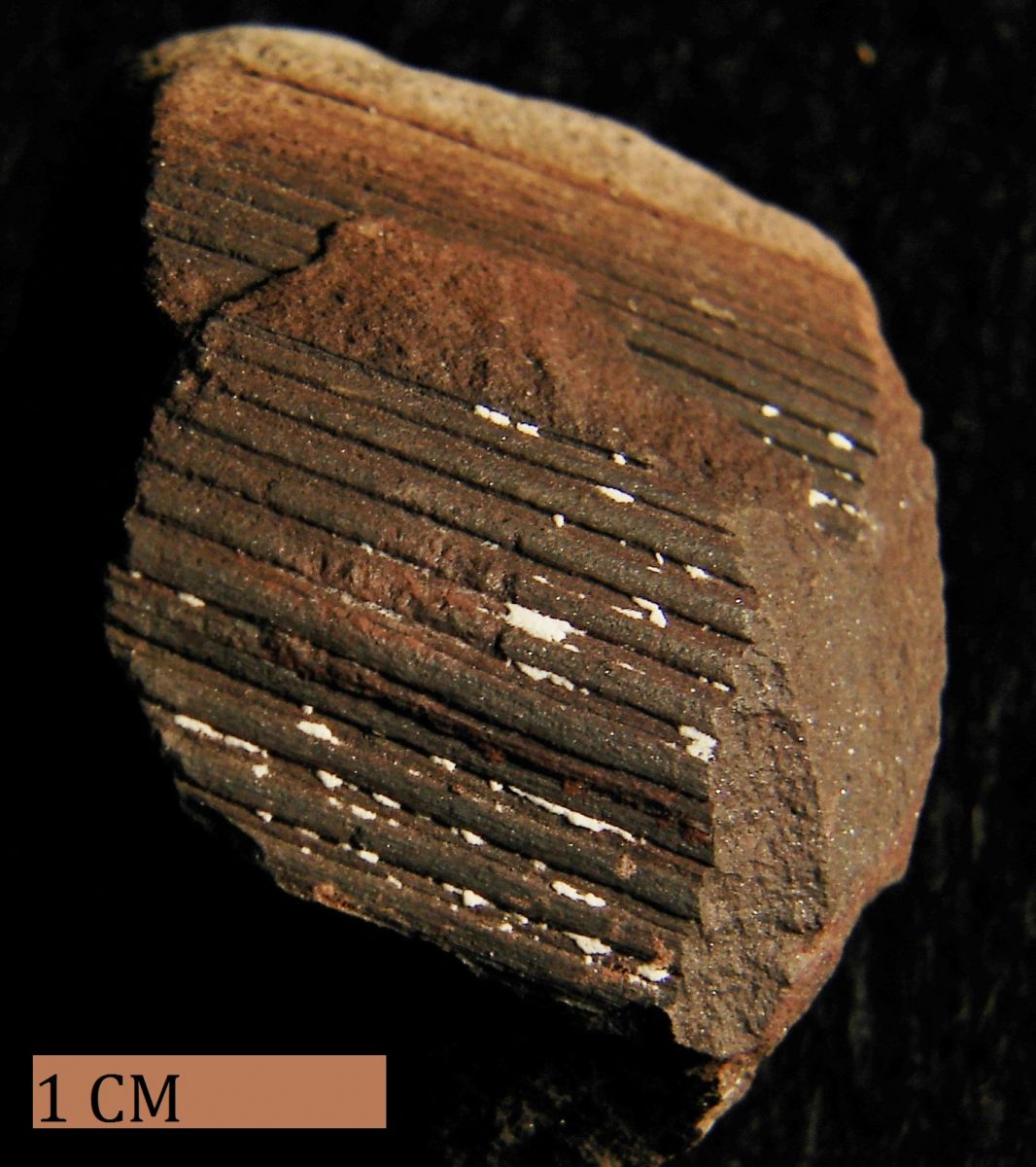 Calamites - Member Collections - The Fossil Forum
