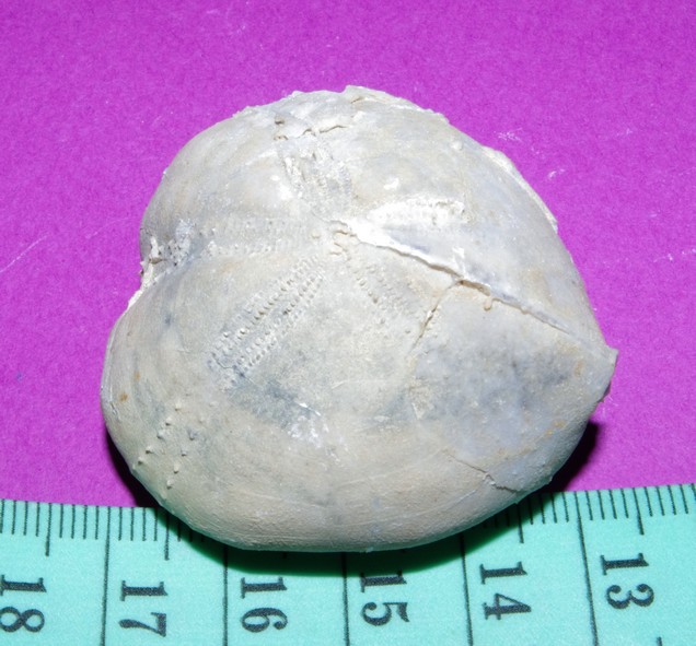 micraster sp coniacian - Member Collections - The Fossil Forum