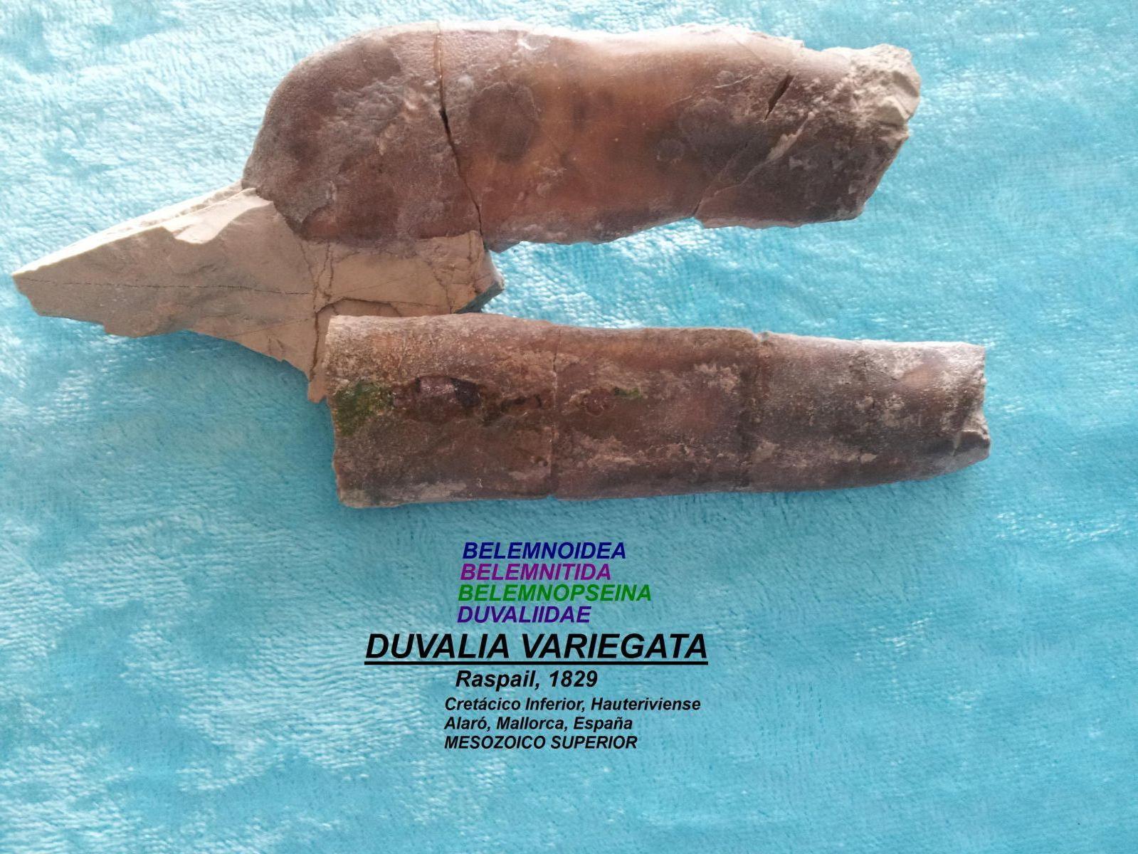 DUVALIA VARIEGATA - Member Collections - The Fossil Forum